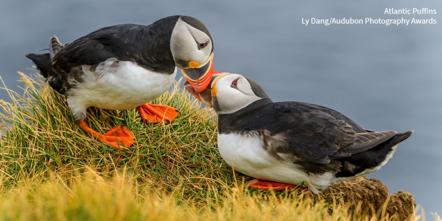 Puffins Audubon
