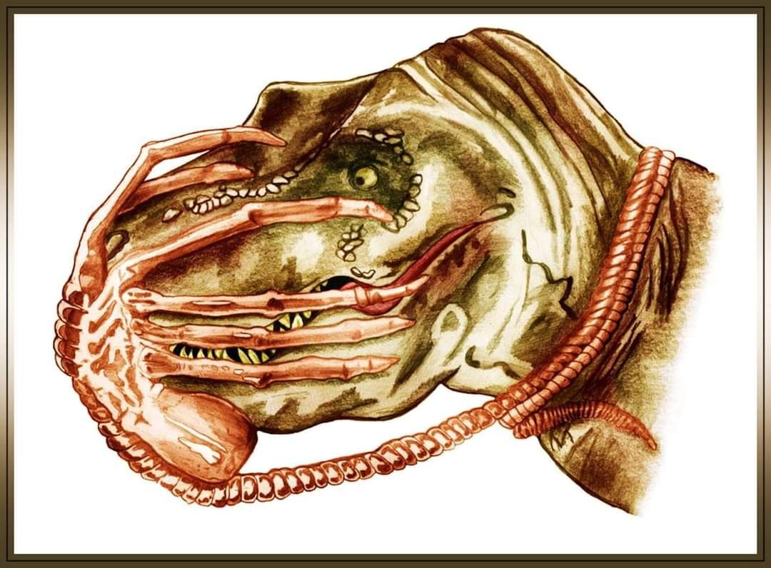 Facehugger Anatomy