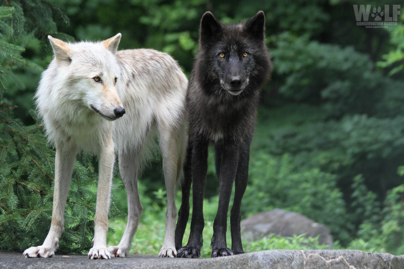 Wolf Disease