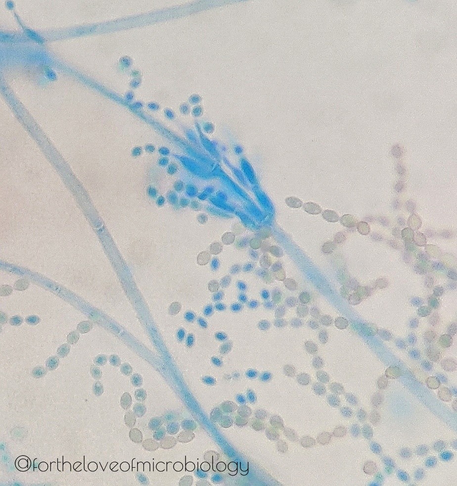 Paecilomyces Lilacinus