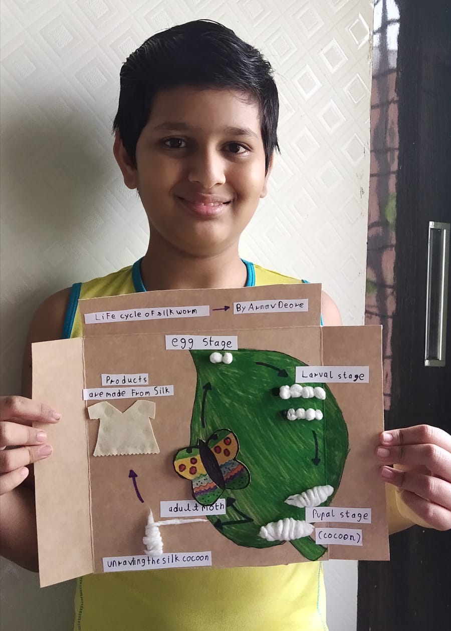 Life Cycle Of Silkworm Model