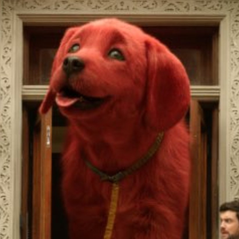 Do Dogs Have Sleep Paralysis