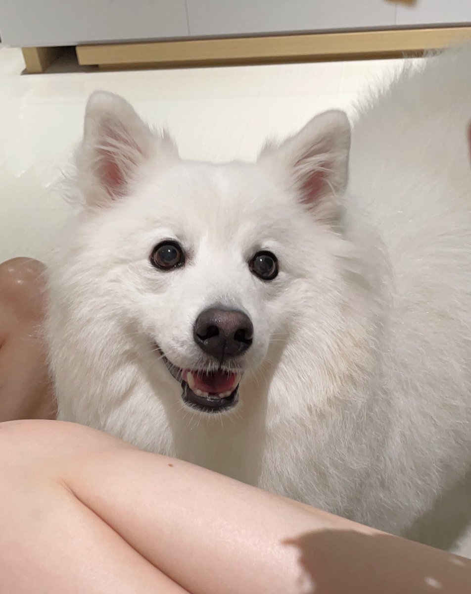 How and why are you this adorable Peishi Soh @speishi