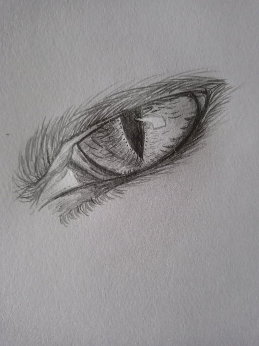 Wolf Eye Drawings
