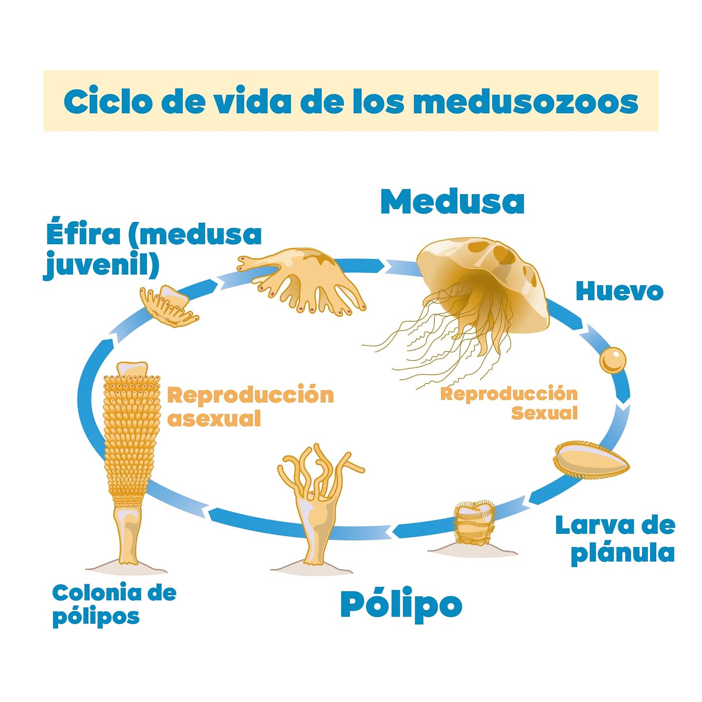 Ciclo De Vida De La Medusa De Rayas Moradas MEDUSAS MEDITERRÁNEO: