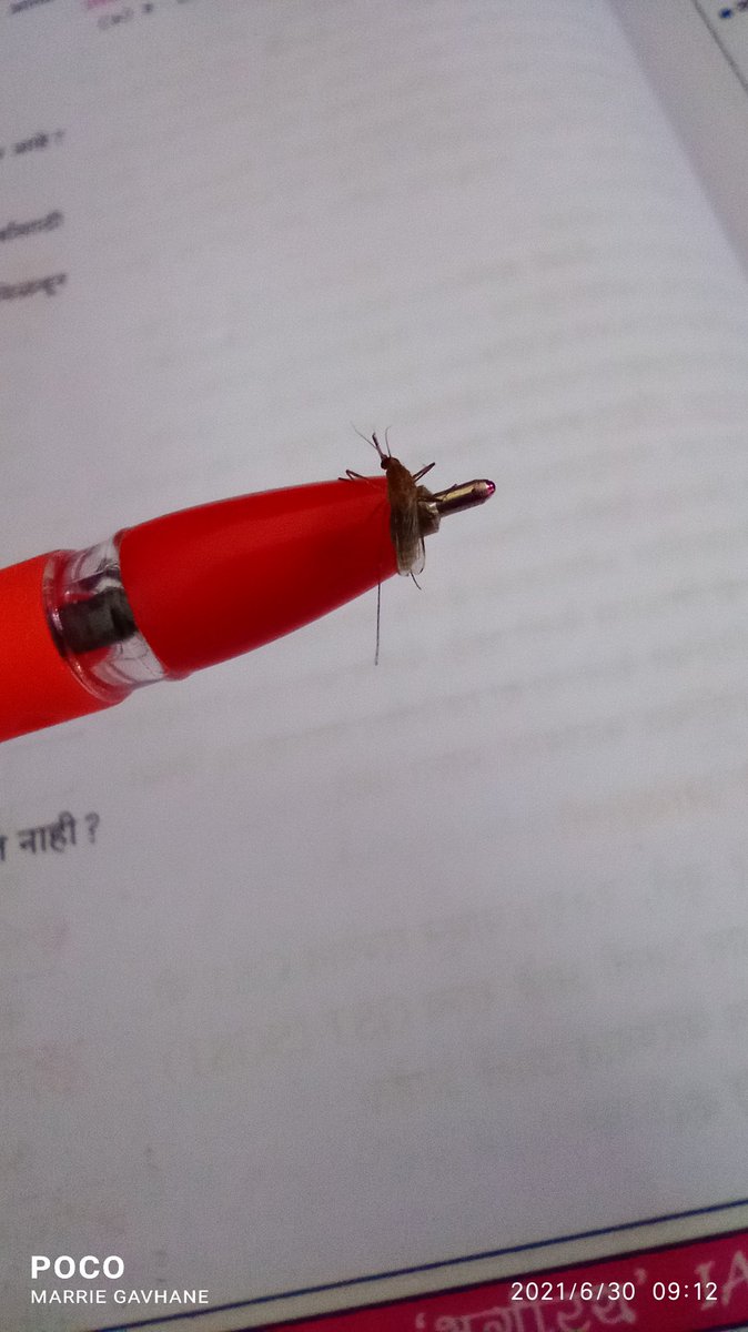 Maroti Gavhane ( marrie ) (@gavhane_maroti) | Twitter