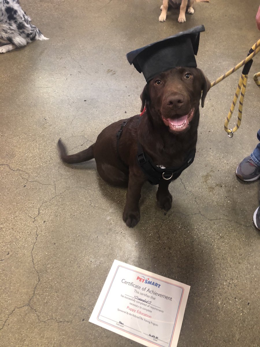 Maverick (@Mav_Lab) | Twitter