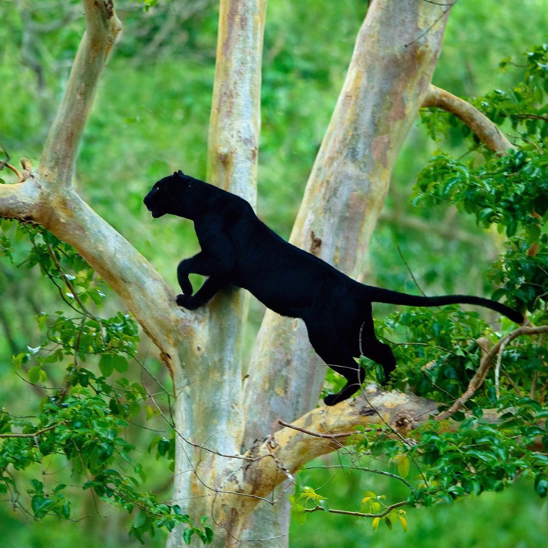#WildIndia The Trees are the Panther’s abode. This is where he lives ...