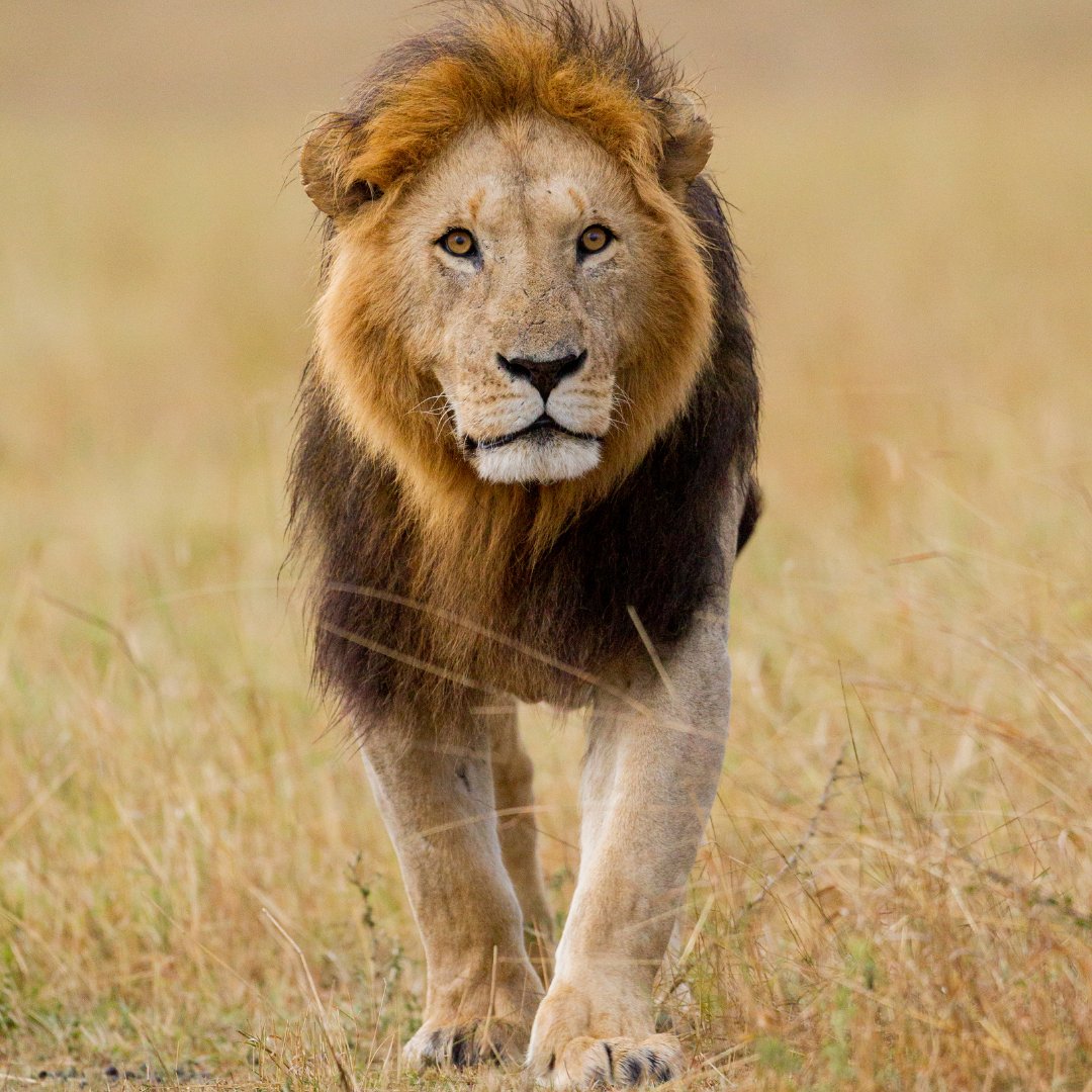 Lion Front View Walking