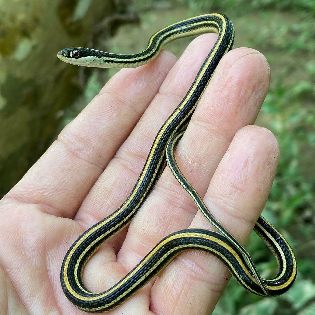 Western Ribbon Snake
