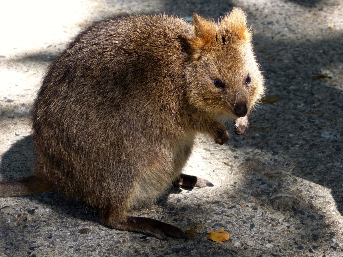 Angry Quokka
