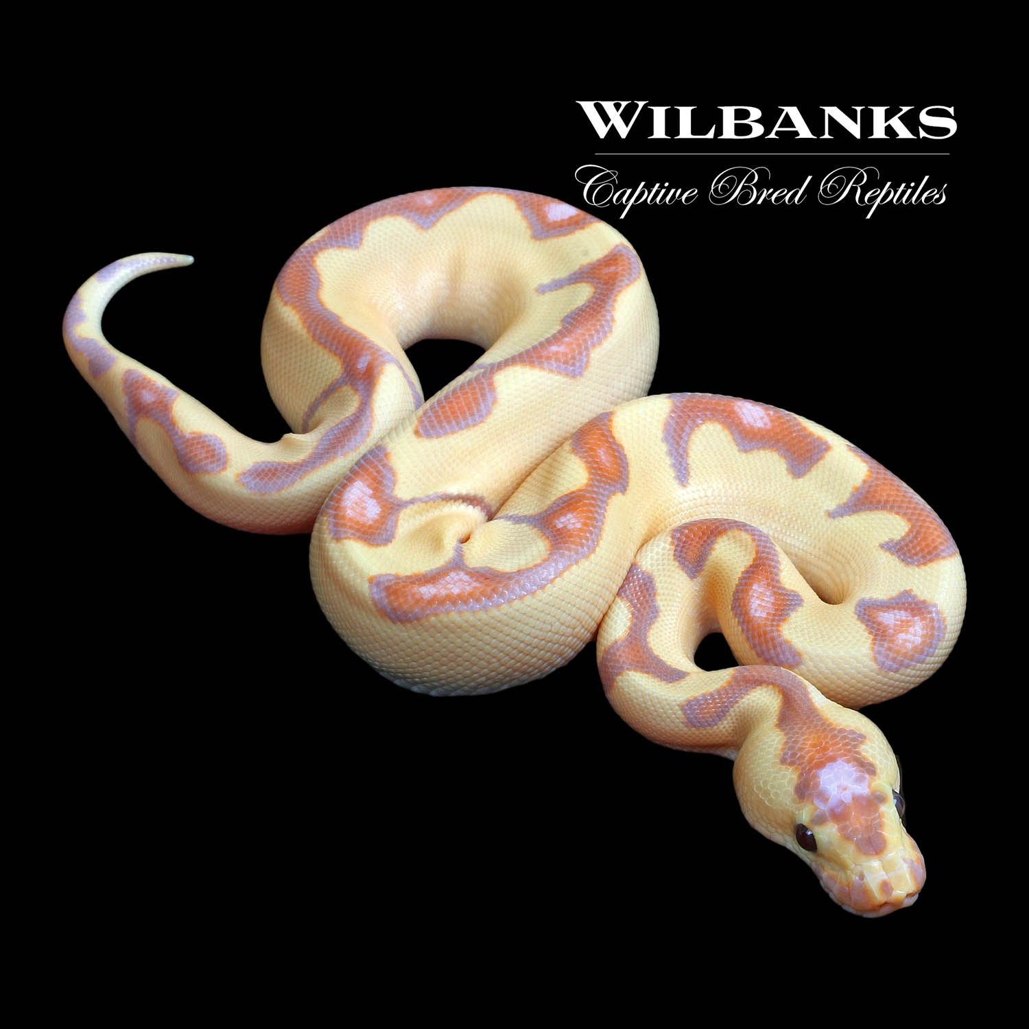 Enchi Clown Ball Python