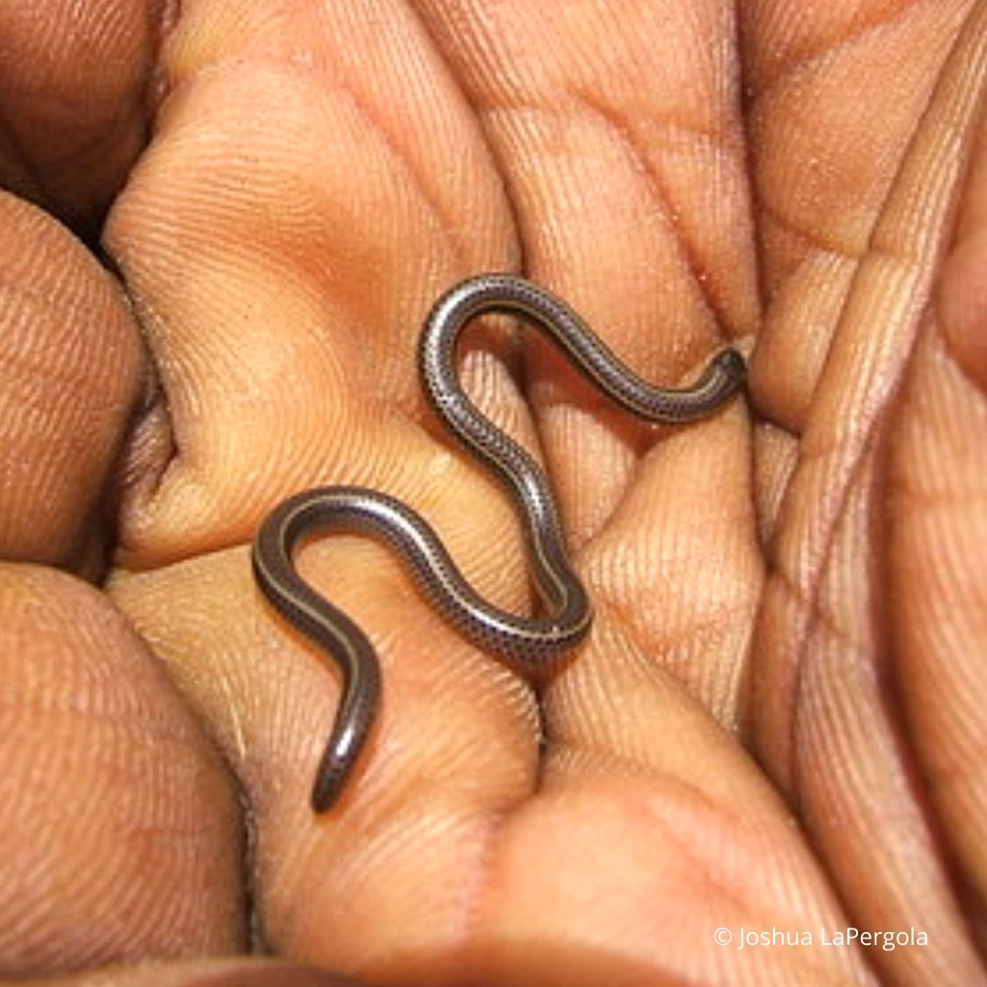 The Smallest Snake In The World
