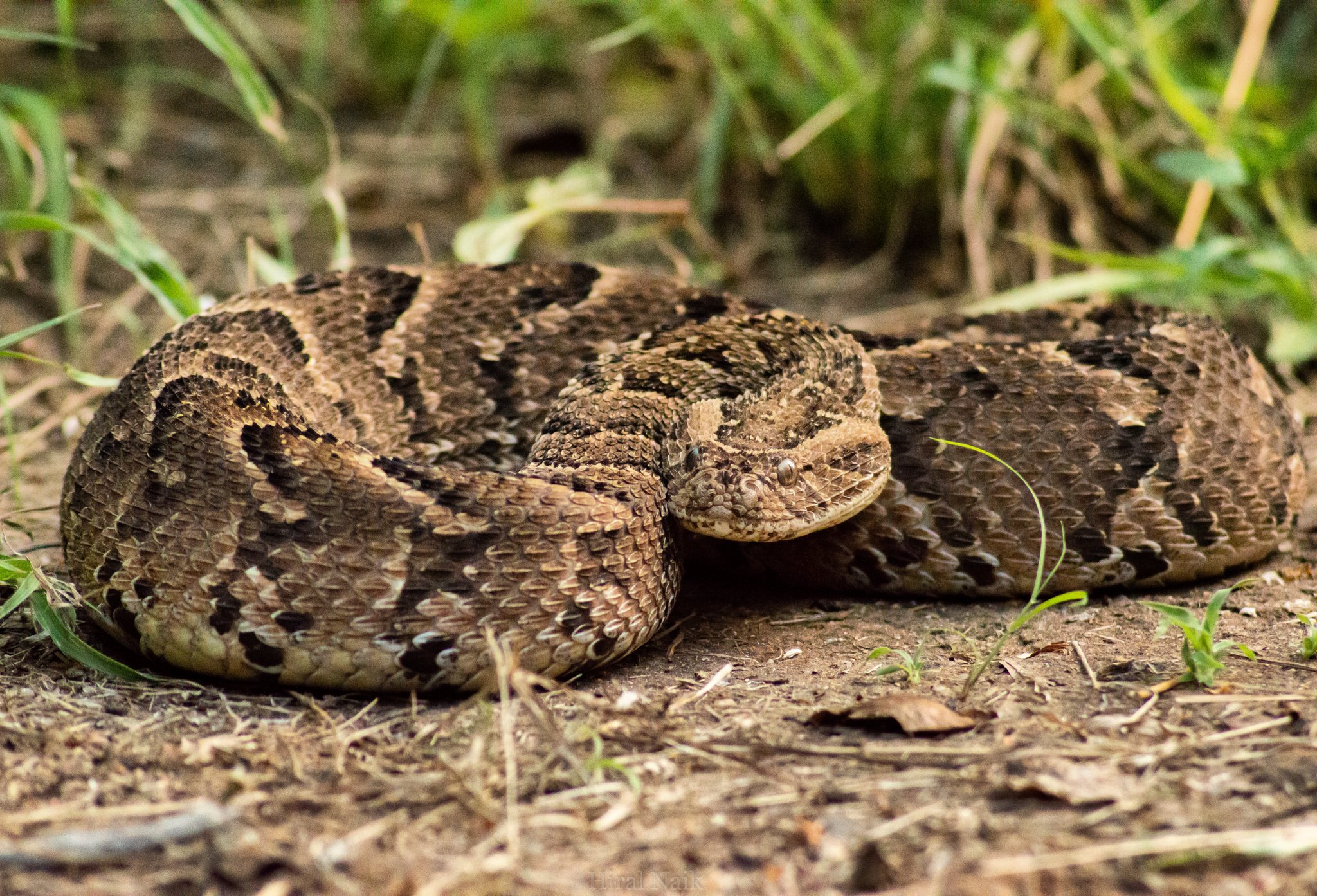 Puff Adder Striking