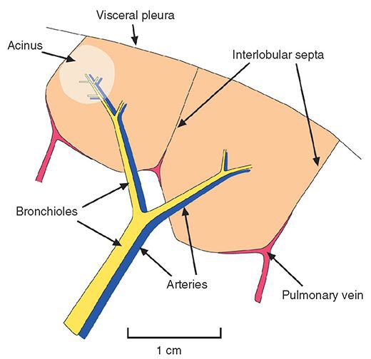 Lung Lobule