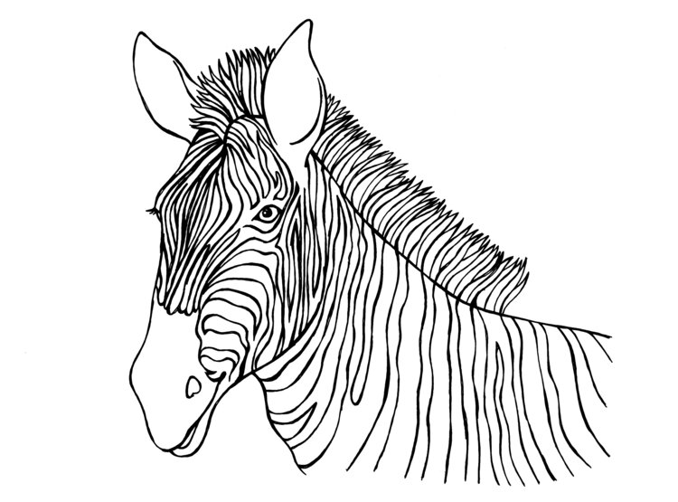Zebra Print Outline