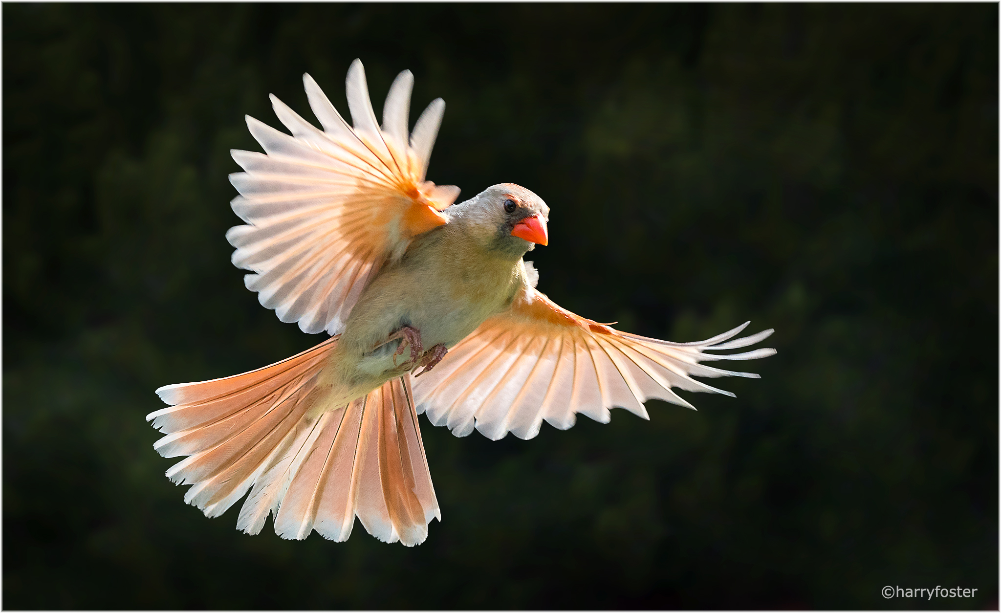 Flying Female Cardinal