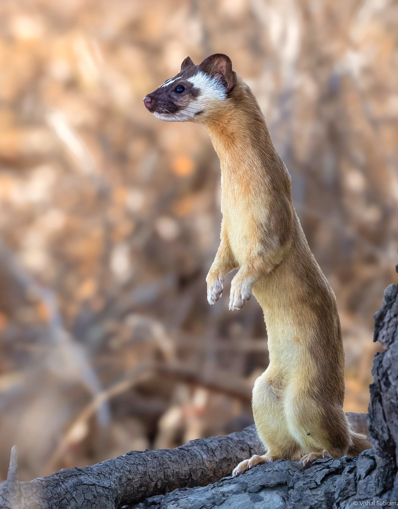 California Weasel