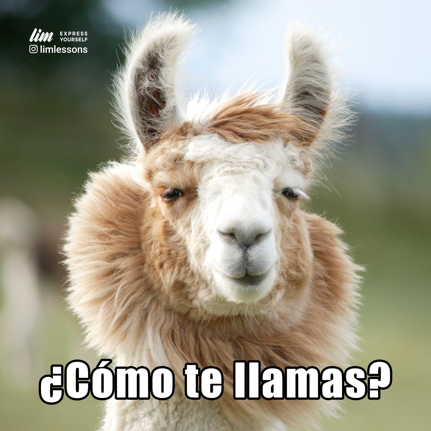 Llama Meme