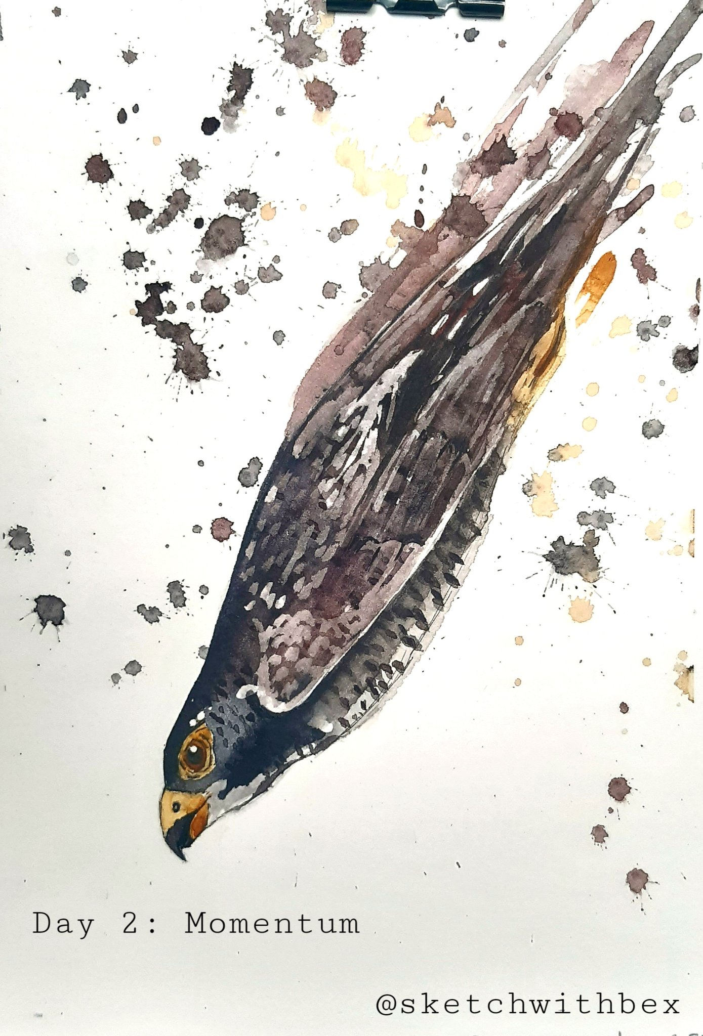 Peregrine Falcon Diving Drawing