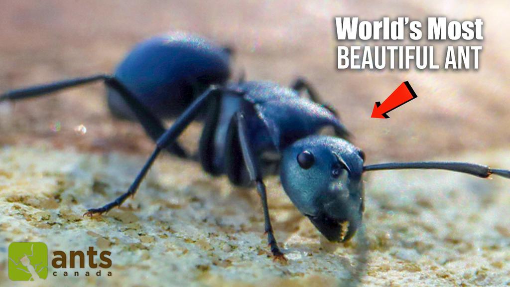 Blue Ants