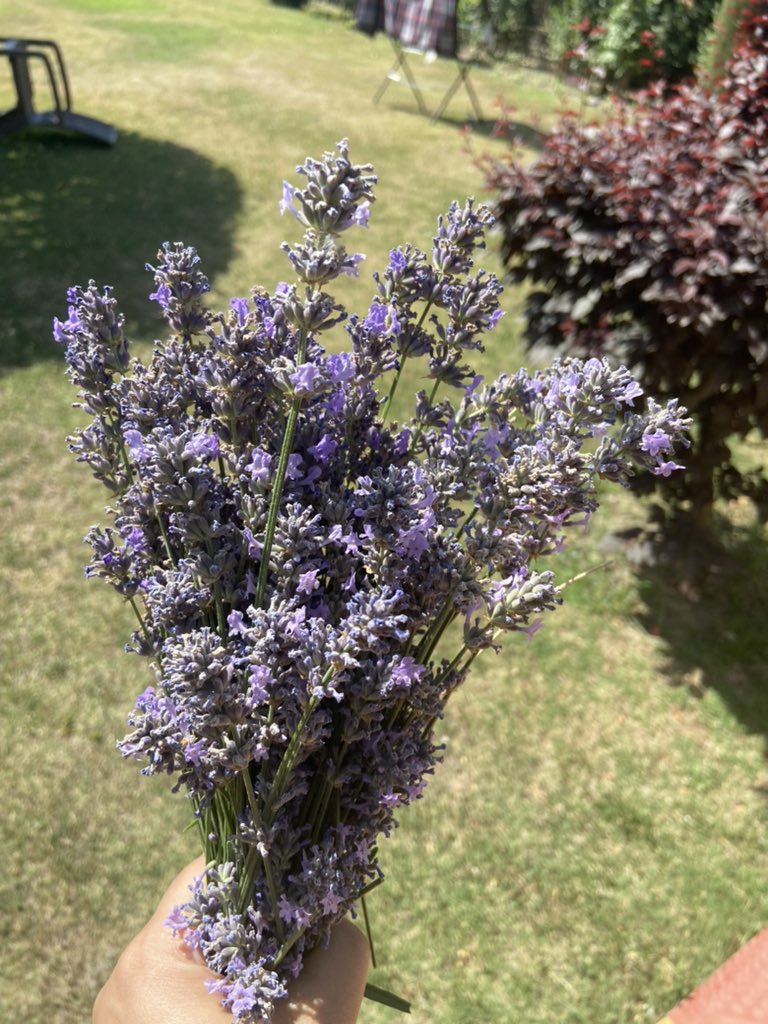 Saima Farhad on Twitter: "The Essence of Garden-fresh Lavender ! https://t.co/CsLZ1ROAcu" / Twitter