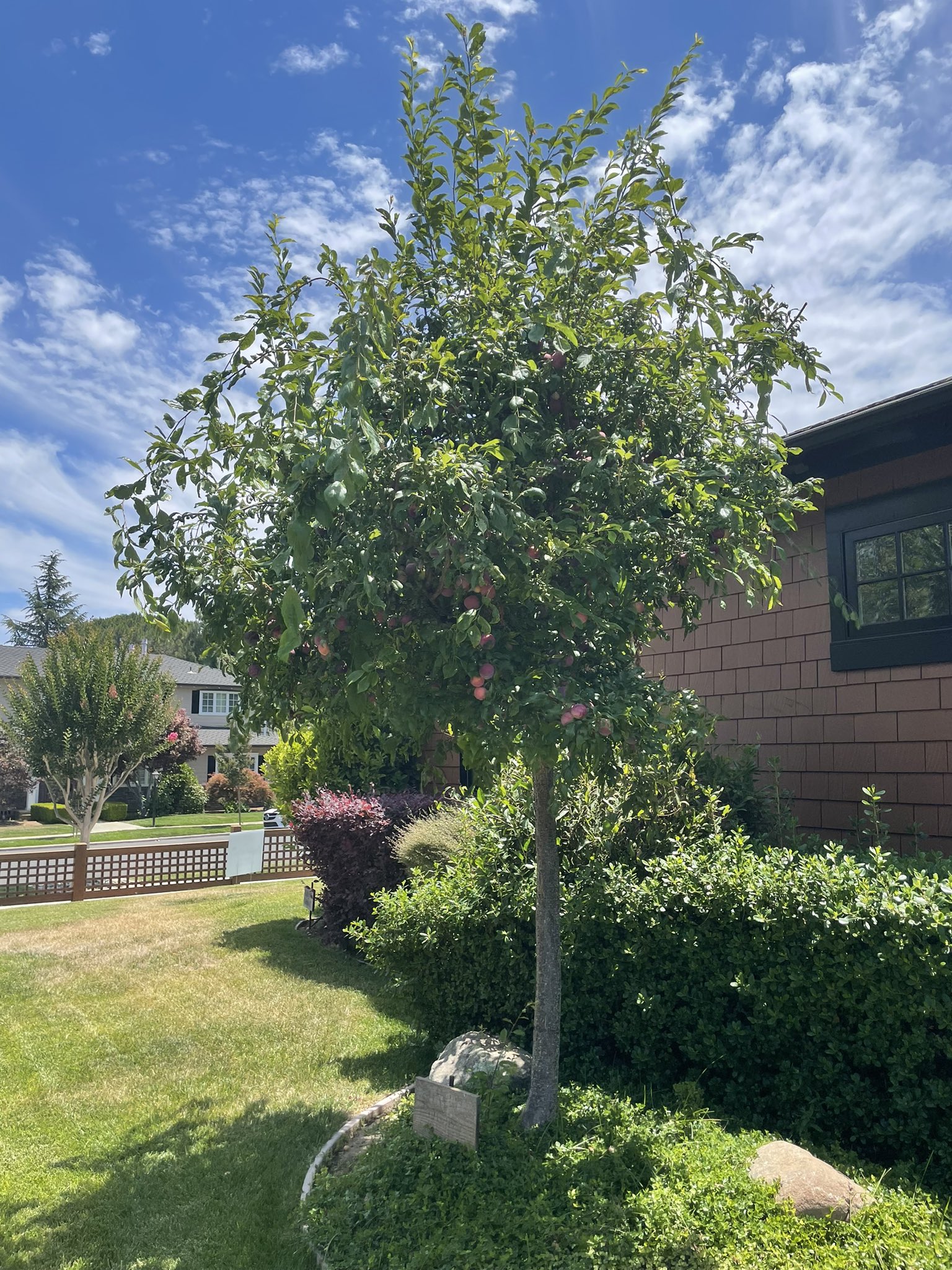 Dwarf Weeping Santa Rosa Plum Tree 🍒 Happy National Cherry Day!
