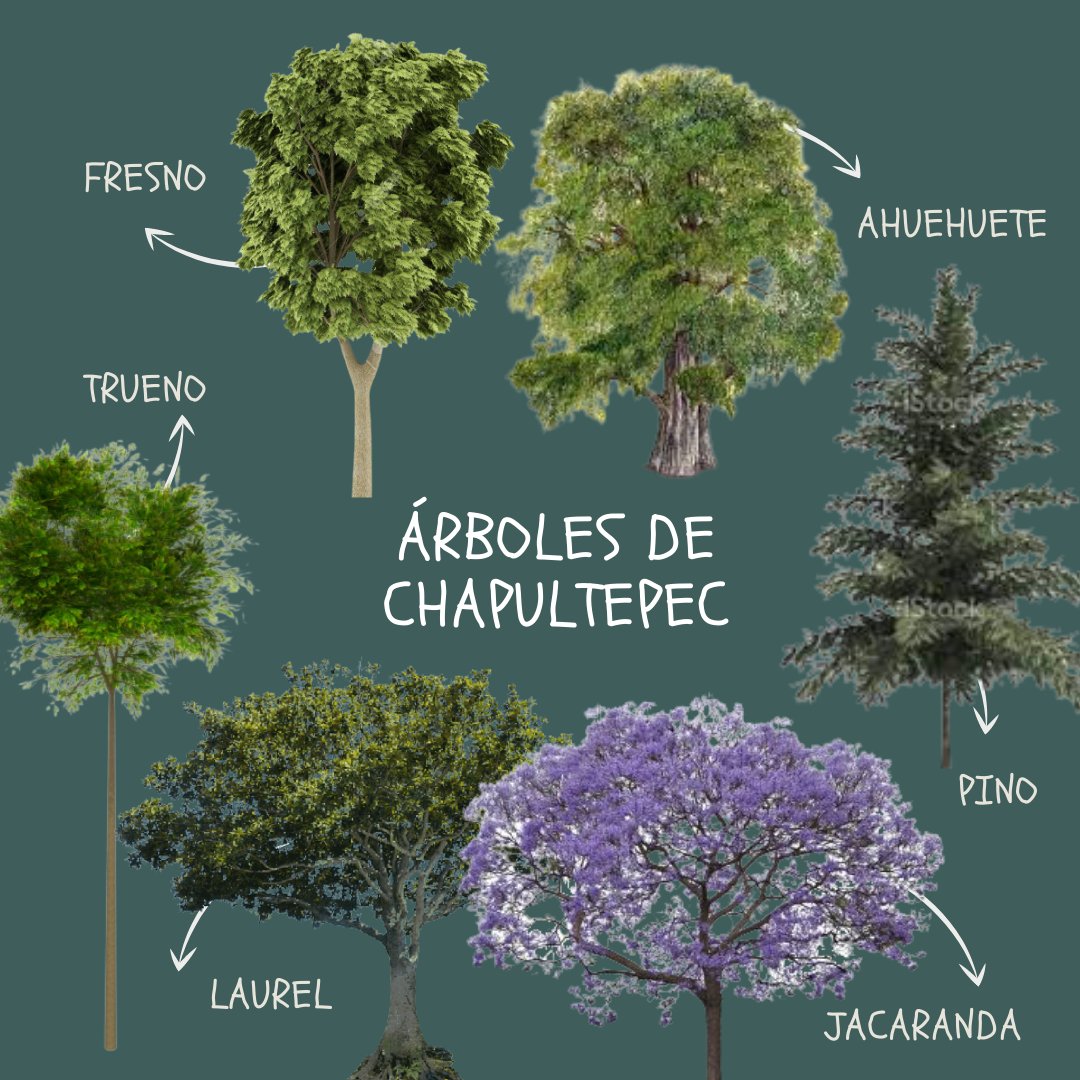 Details 48 Nombres De árboles Forestales Abzlocal Mx
