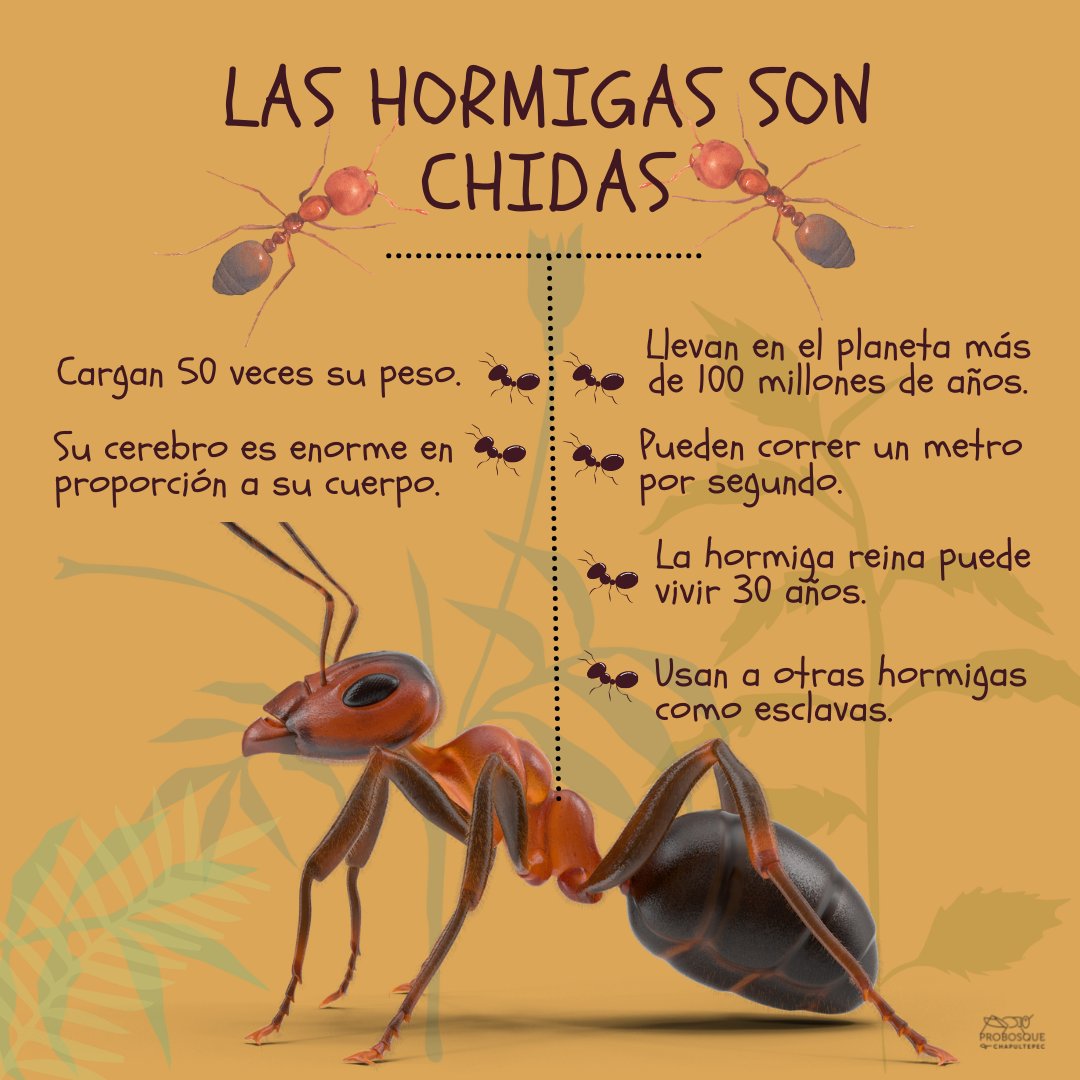Mamá, Por Qué Las Hormigas Van En Fila? Explicación Para, 41% OFF Mamá, Por Qué Las Hormigas Van En Fila? Explicación Para, 41% OFF