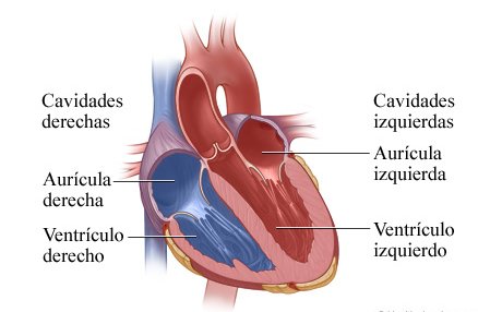 Características del músculo cardiaco | Homo Medicus