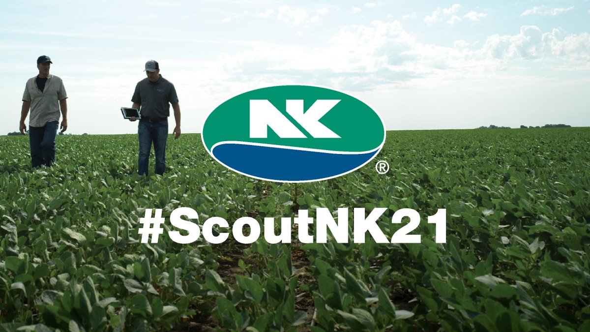 NK Soybean Seeds | Syngenta US