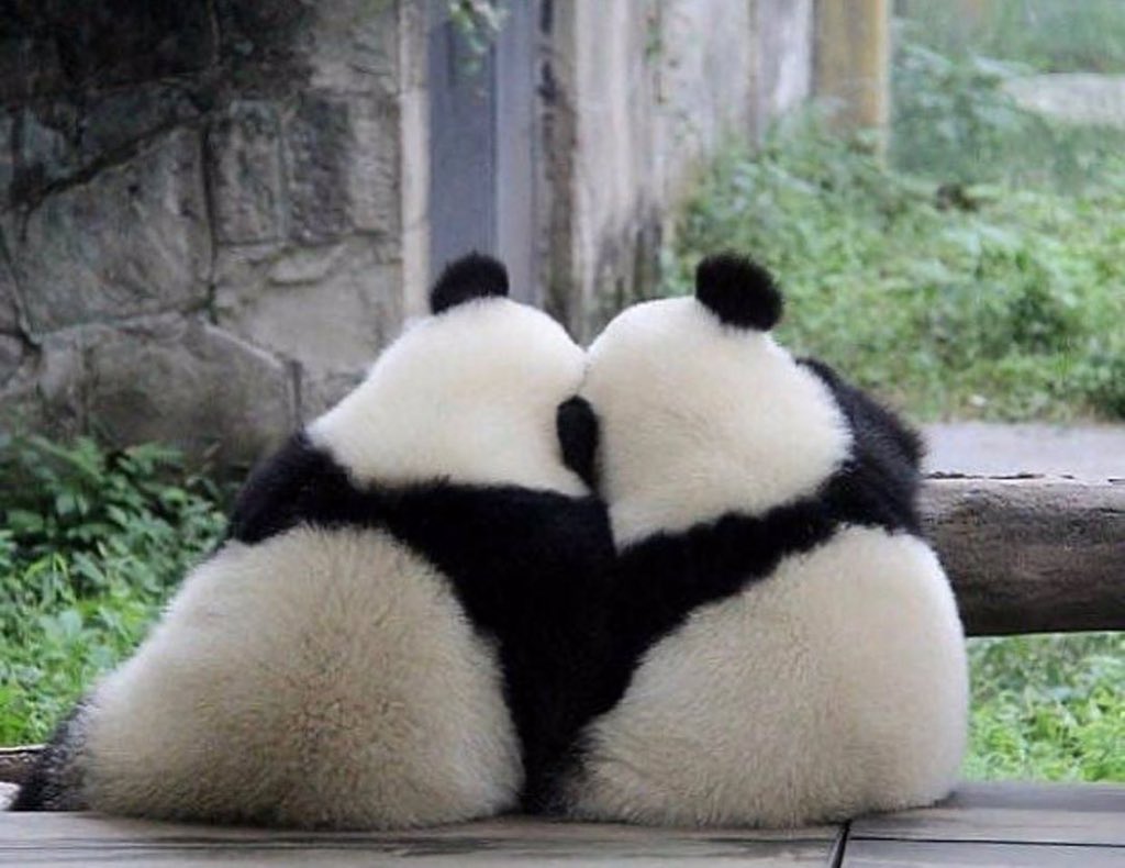 Pandas Hugging Each Other
