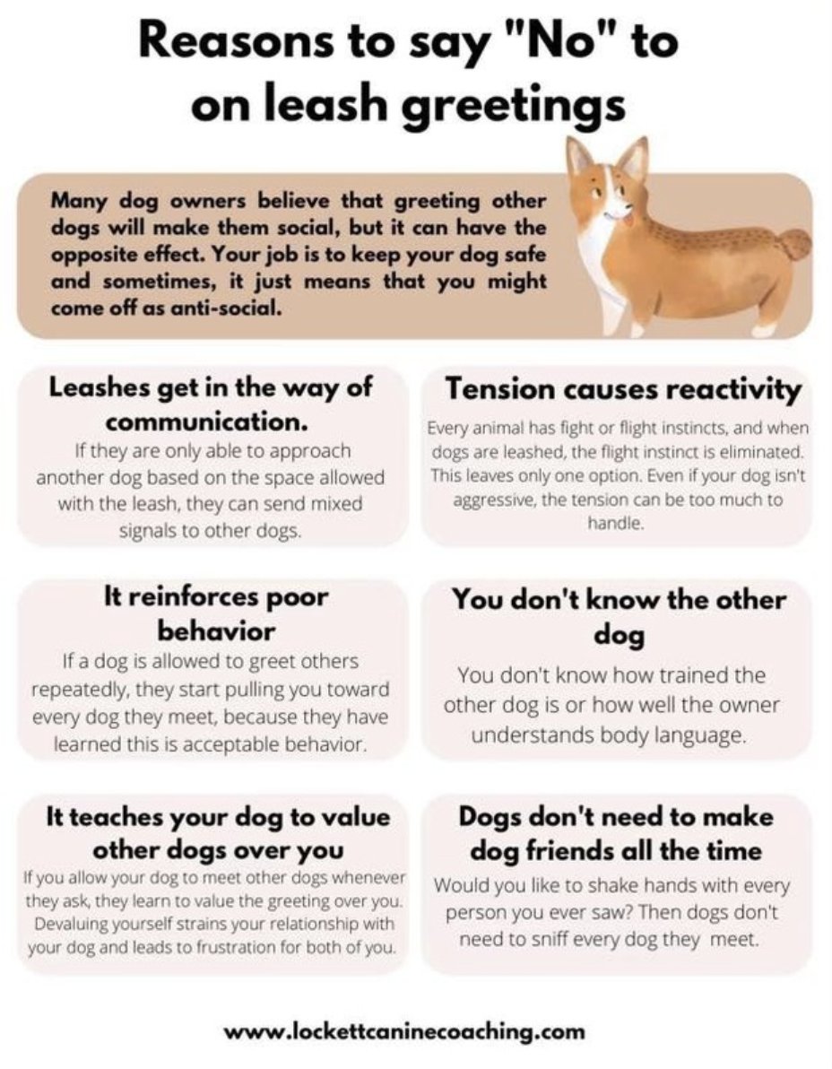 How Can I Safely Approach My Dog