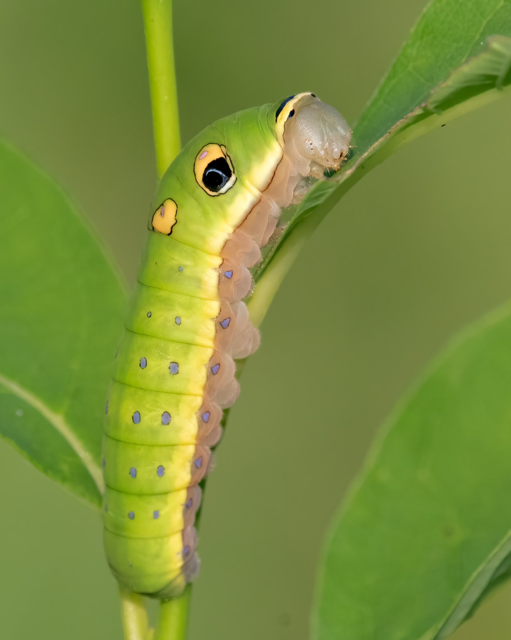 Spicebush Swallowtail Caterpillar