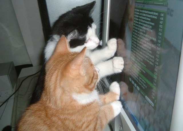 Cat Fixing Computer