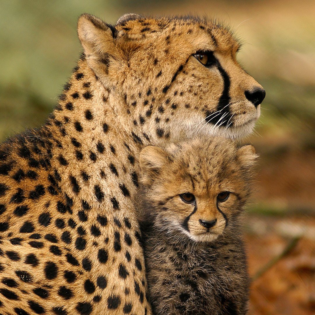 Baby Cheetah With Mom And Dad