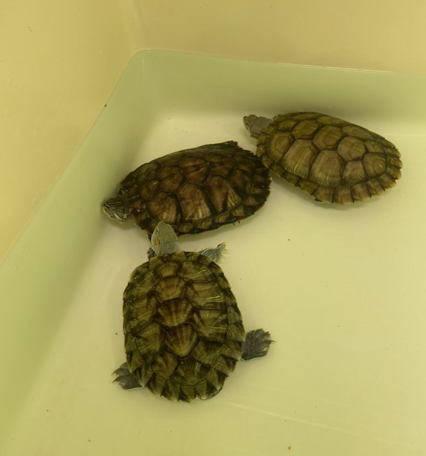 Red Eared Slider Turtle Poop