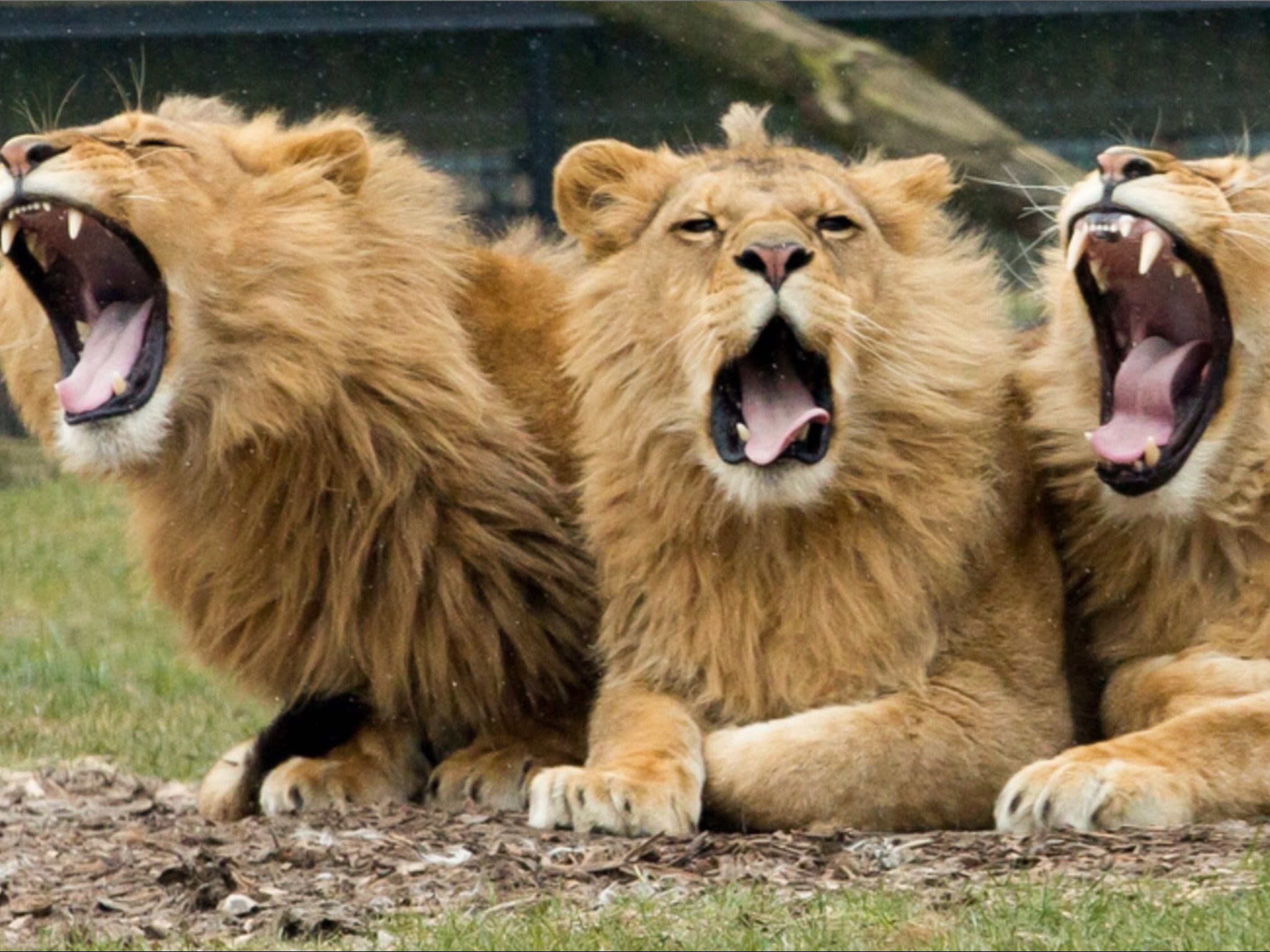 Pack Of Lions Roaring