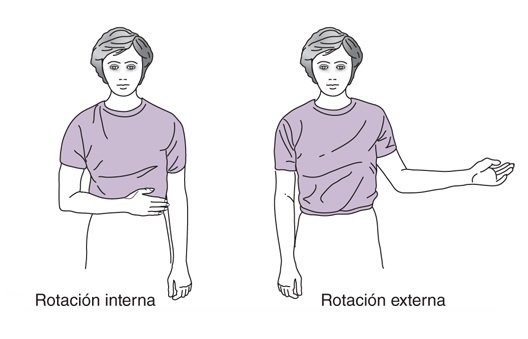 ¿Cuáles son los tipos de movimientos de la extremidades? | Homo Medicus