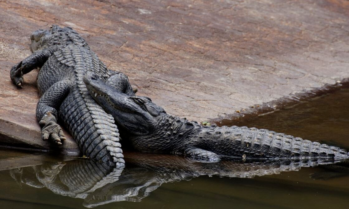 gator loki (@_gatorloki) | Twitter