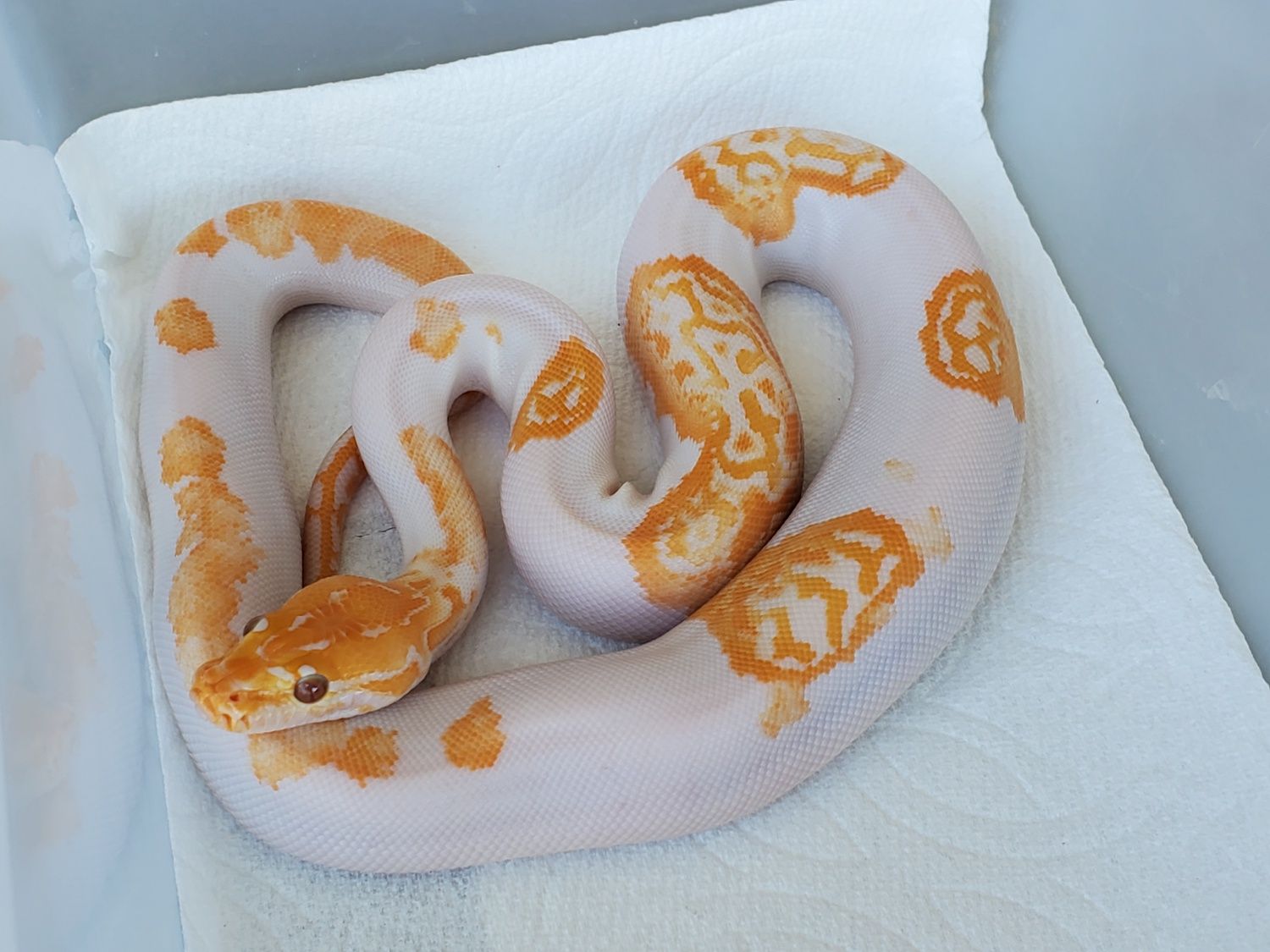 Burmese Python Morphs