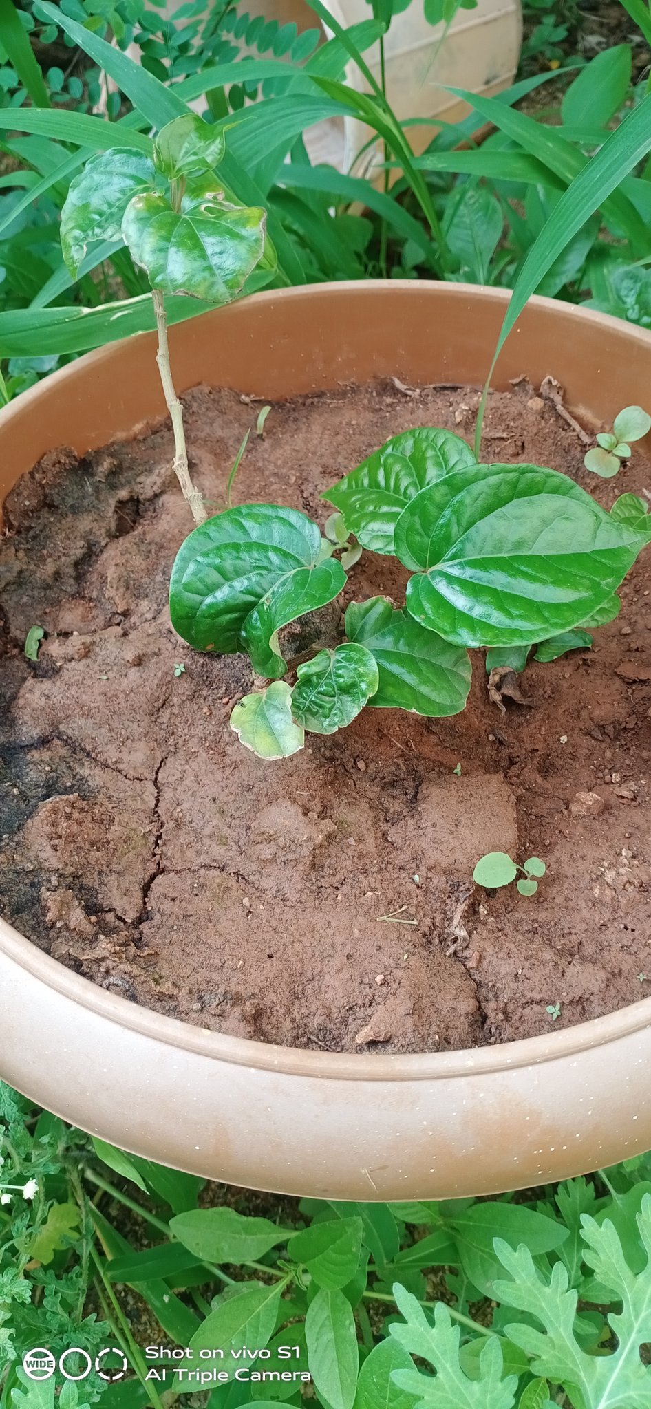 R. INDRA SENA REDDY on Twitter: