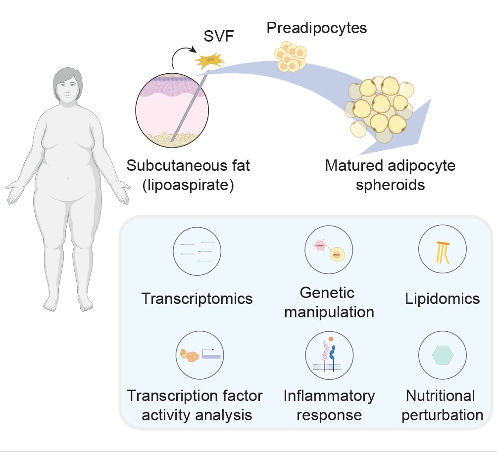 Subcutaneous Tissue Cells
