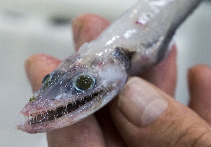 Cute Baby Fish Pictures