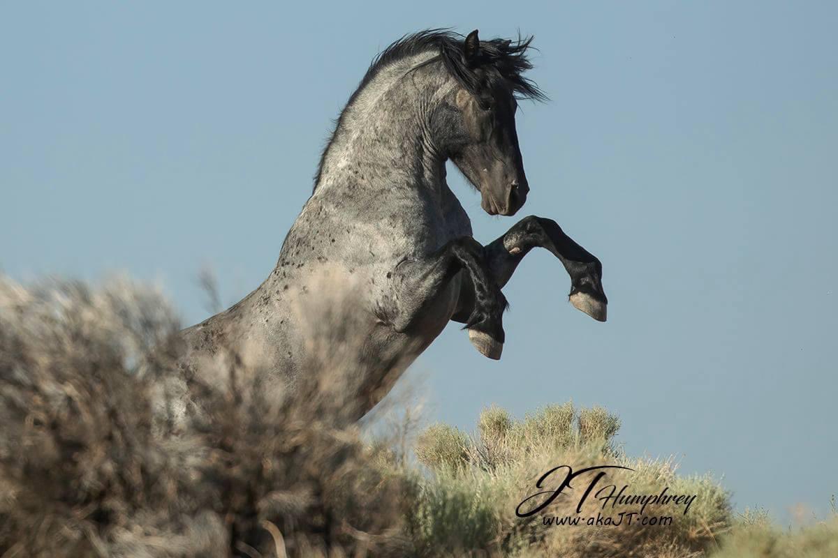 Wild Horse Rearing Images