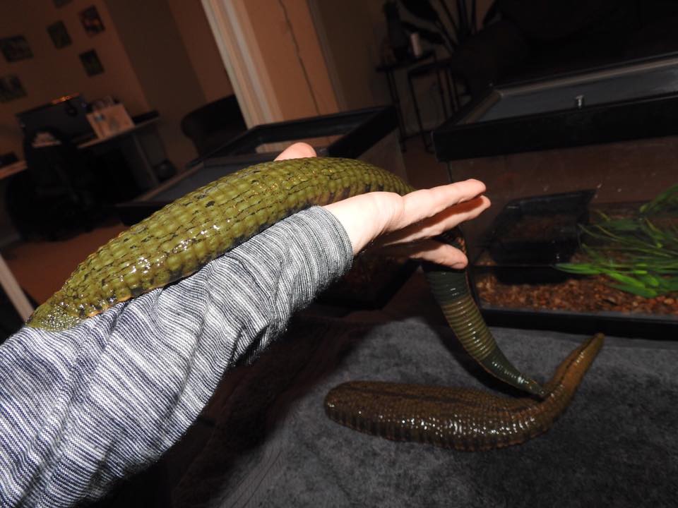 Largest Leech