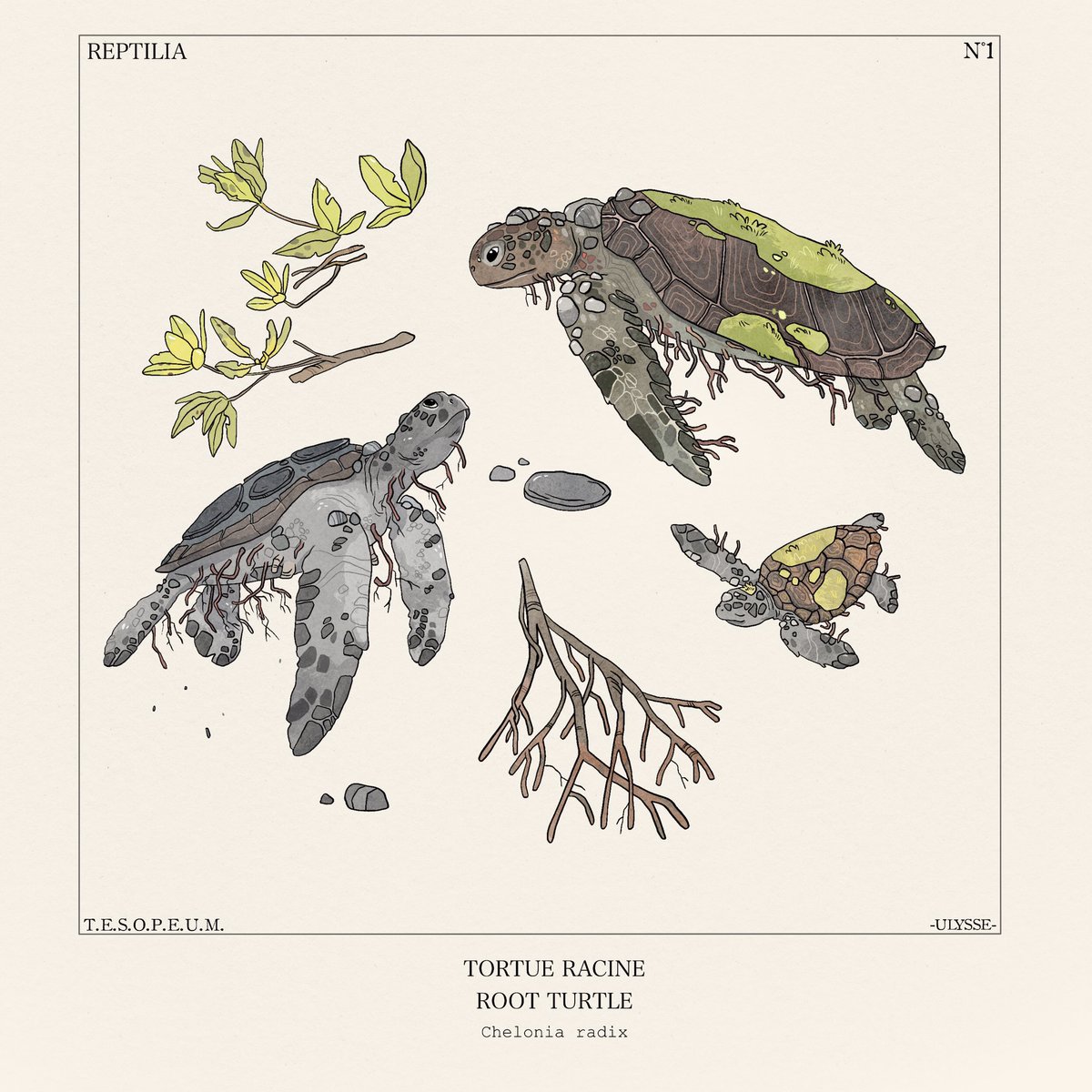 「Root turtles live in the Gulf of Mexico and Caribbean, from 」Ulysse 🍂🍁の漫画