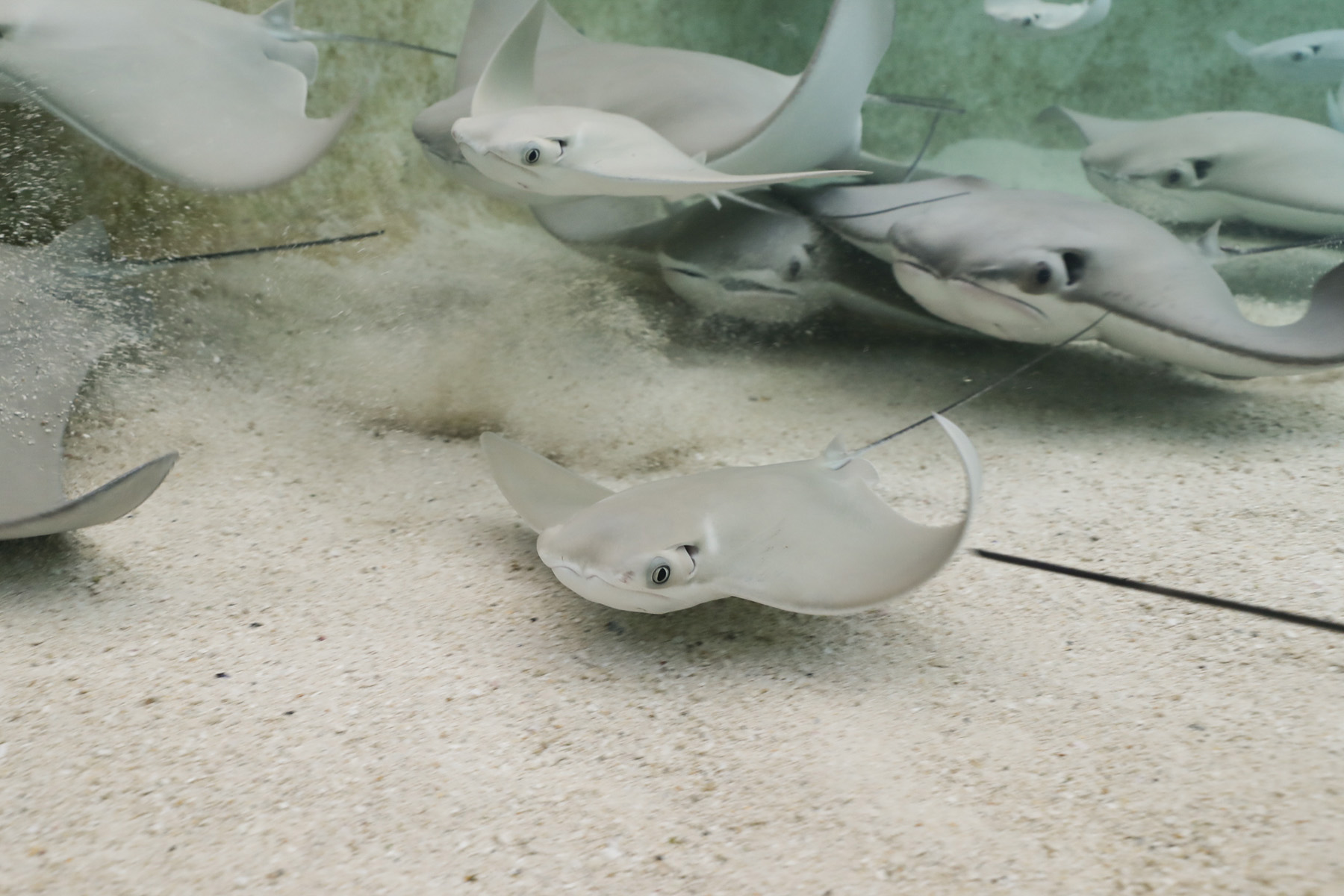 Cownose Stingray