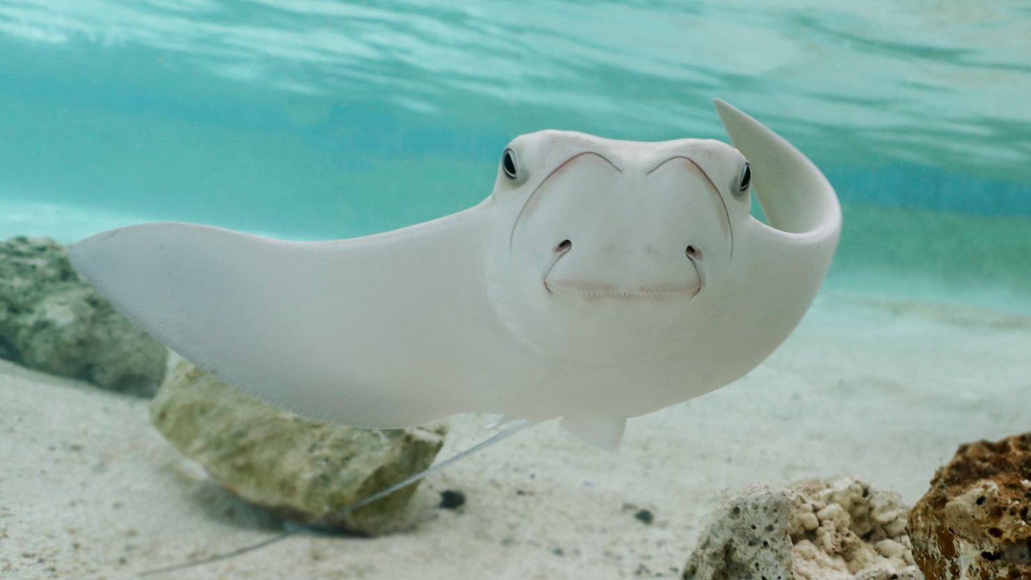 Cownose Ray