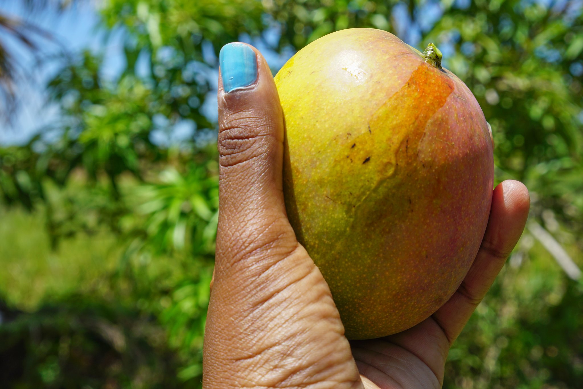 Mango Varieties In Cuba